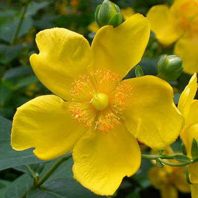 Hypericum Hidcote Garden Plant - Bright Yellow Flowers, Compact Size ...