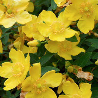 HYPERICUM HIDCOTE GARDEN PLANT - GOLDEN YELLOW BLOOMS, COMPACT SIZE (15 ...