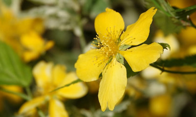 Hypericum polyphyllum 'Grandiflorum' - 1Ltr Bareroot - Marginal Aquatic ...