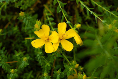 Hypericum polyphyllum 'Grandiflorum' - 1Ltr Bareroot - Marginal Aquatic ...