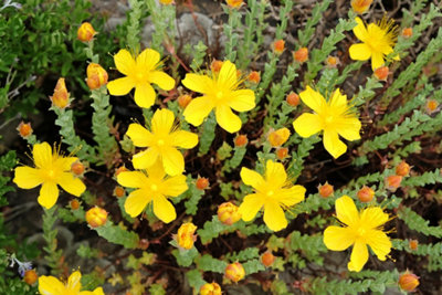 Hypericum polyphyllum 'Grandiflorum' - 1Ltr Bareroot - Marginal Aquatic ...