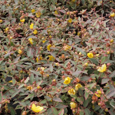 Buy Hypericum Tricolor Garden Plant - Colorful Variegated Leaves ...