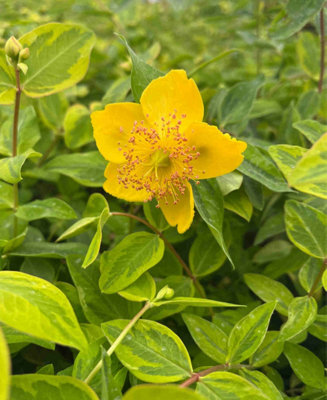 Hypericum x moserianum Little Misstery - Unusual variegated variety - 1 ...