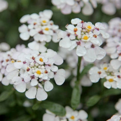 Iberis Masterpiece Candy Tuft 9cm Pot Perennial Plant