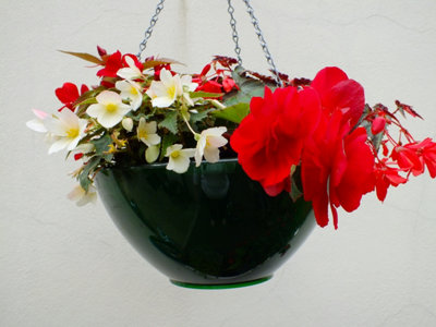 IBOP HYDRA SELF WATERING HANGING BASKET