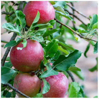 Idared Apple Tree 4-5ft in a 6L Pot, Ready To Fruit,Mild Flavour, Late ...