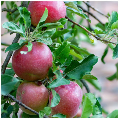 Idared Apple Tree 4-5ft Ready To Fruit,Mild Flavour,Late Season ...