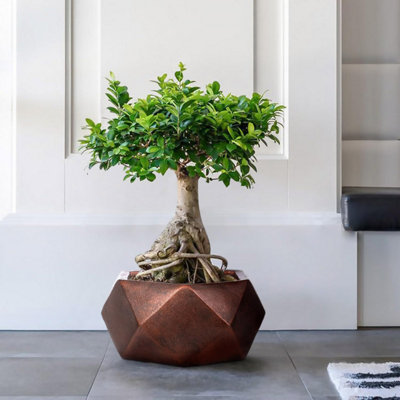 IDEALIST 12 Inch Bowl Planter, Faceted Bronze Concrete Effect Shallow ...