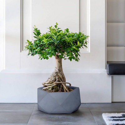 IDEALIST™ 30cm Bowl Planter, Grey Faceted Reinforced Stone Shallow ...