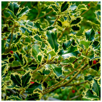 Ilex Aquifolium 'Argentea Marginata' / Silver-Margined Holly in 2L Pot ...