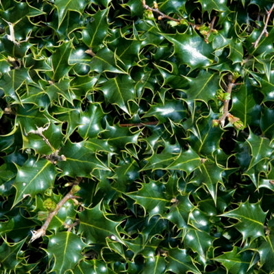 Ilex aquifolium, English Holly Plant for UK Gardens (15-25cm Height ...