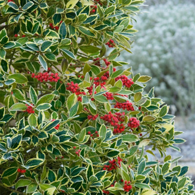 Ilex Golden King Garden Plant - Variegated Foliage, Compact Size (20 ...
