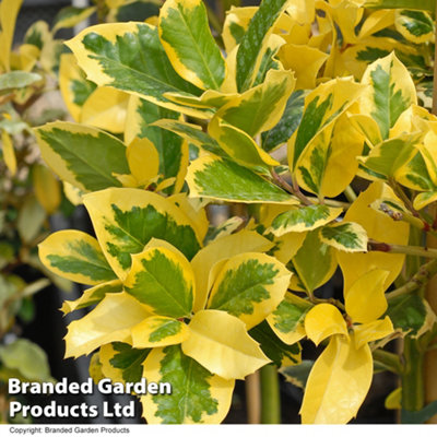 Ilex (Holly) altaclerensis Golden King 3 Litre Potted Plant x 1