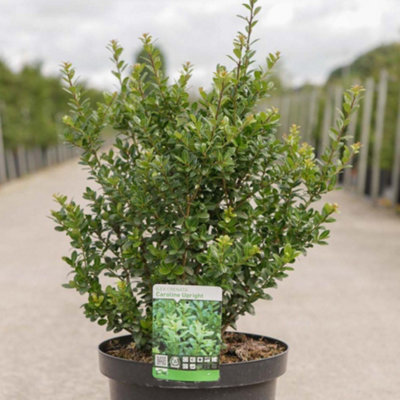 Ilex (Holly) Crenata Caroline Upright 3 Litre Potted Plant x 1
