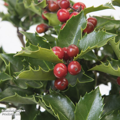 Ilex (Holly) Meserveae Blue Angel 6cm Potted Plant x 1