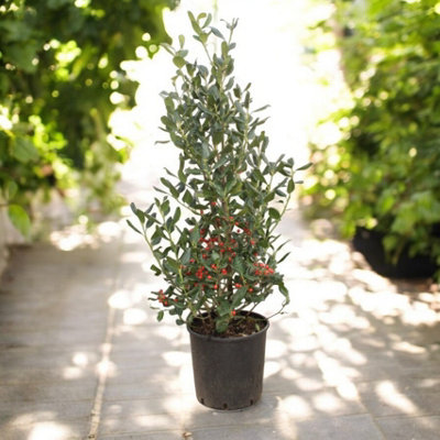 Ilex Nellie R. Stevens Holly Shrub in 10L Pot - 1m Evergreen Aquifolium ...