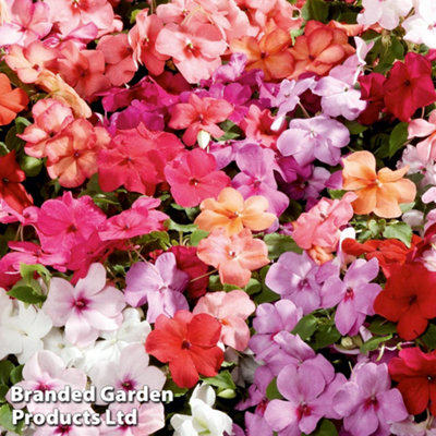 Impatiens (Busy Lizzie) F2 Super Hybrid Mix 1 Seed Packet (60 Seeds)