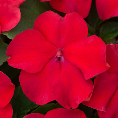 Impatiens Red Busy Lizzie Flower Colourful Garden Ready Bedding Plants ...