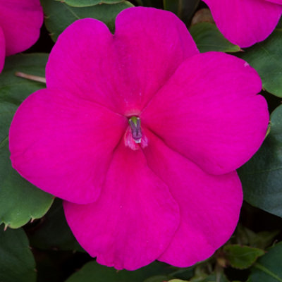 Impatiens Violet Busy Lizzie Flower Mixed Garden Ready Bedding Plants 6 ...
