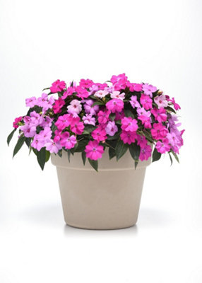 Impatiens x New-Guinea Solarscape Mix 12 plug plants Busy Lizzie Sunpatiens