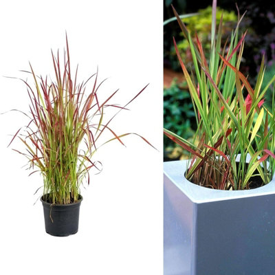 Imperata cylindrica in 9cm Pot - Japanese Blood Grass - Striking Red ...