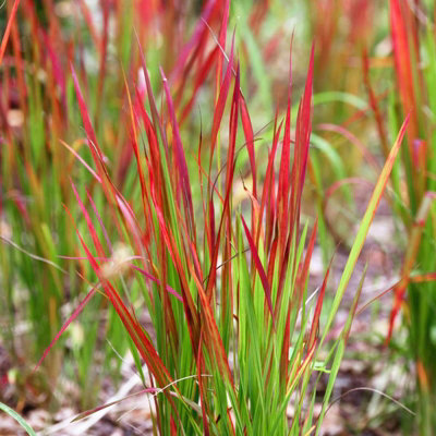 Imperata cylindrica in 9cm Pot - Japanese Blood Grass - Striking Red ...