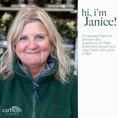 Imperata cylindrica in 9cm Pot - Japanese Blood Grass - Striking Red ...