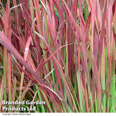 Imperata cylindrica Red Baron 14cm Potted Plant x 2