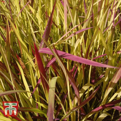 Imperata Grass Red Baron - Potted Plant x 2