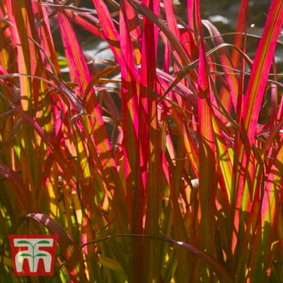 Imperata Grass Red Baron - Potted Plant x 3