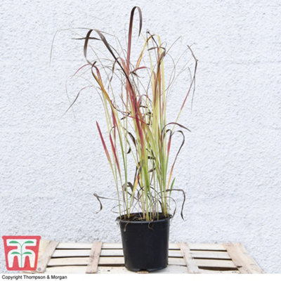 Imperata Grass Red Baron - Potted Plant x 3
