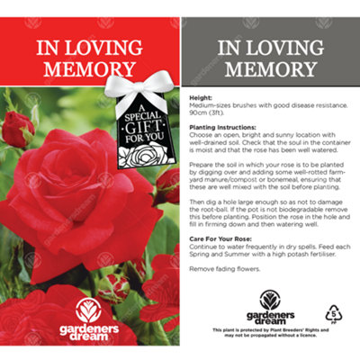 In Loving Memory Red Rose - Outdoor Plant, Ideal for Gardens, Compact Size