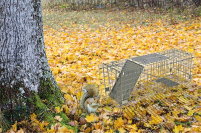 Indoor Outdoor Collapsible Live Animal Humane Trap for Pests Rabbits ...