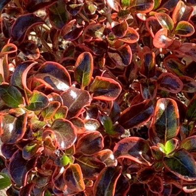 Inferno Coprosma Outdoor Shrub Plant Coprosma Garden Tree Bush 2L Pot