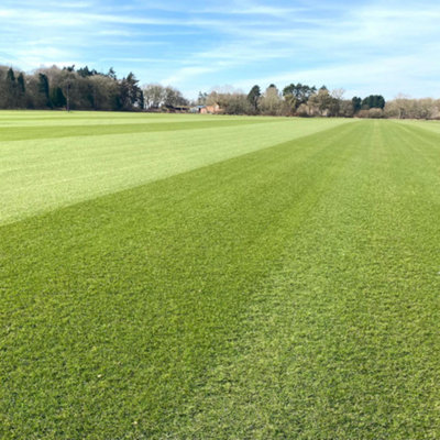Inturf Lawn Seed 1KG bag suitable for home gardens and sports grounds ...
