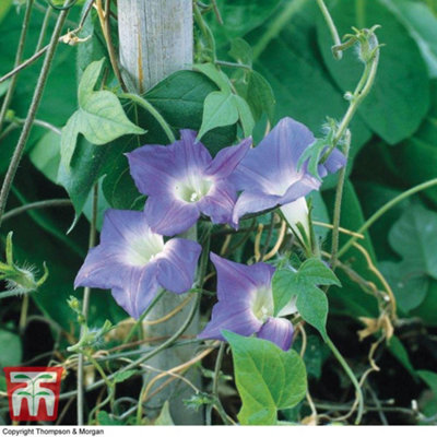 Ipomoea hirsuta Morning Glory Mini Sky Blue 1 Seed Packet (30 Seeds)