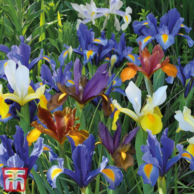 Iris Dutch Mixed Collection 200 Bulbs