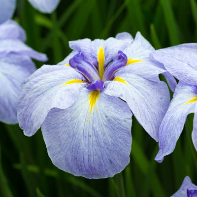 Iris ensata 'Dinner Plate Ice Cream' - 3x 1Ltr Plants - Marginal ...