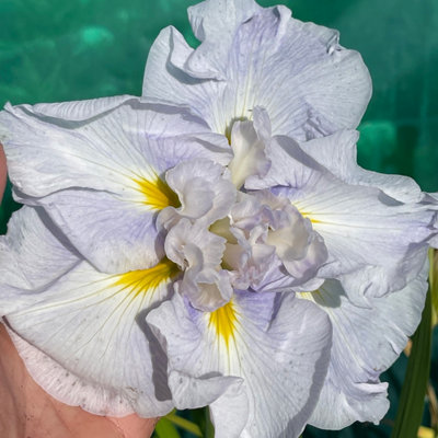 Iris ensata 'Dinner Plate Wave Action' - 1Ltr Potted - Marginal Aquatic ...
