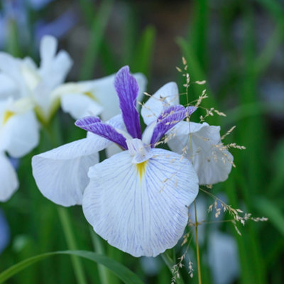 IRIS ENSATA 'FORTUNE' - 1LTR BAREROOT - MARGINAL AQUATIC POND PLANT