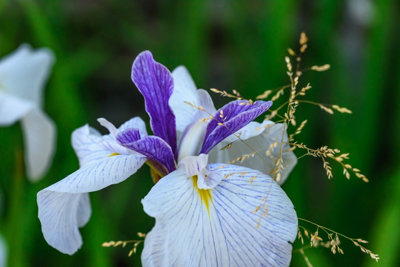 Iris ensata 'Fortune' - 3x 1Ltr Plants - Marginal Aquatic Pond Plant