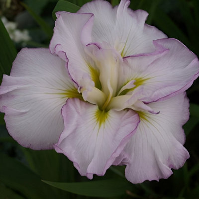 Iris ensata 'Lady in Waiting' - 3x 1Ltr Plants - Marginal Aquatic Pond ...