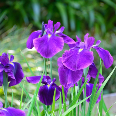 Iris ensata 'Loyalty' - 3x 7cm Plugs - Marginal Aquatic Pond Plant
