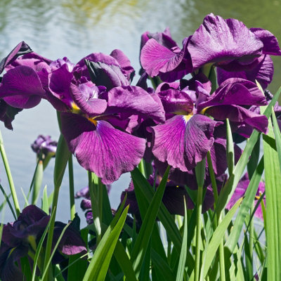 Iris ensata 'Variegata' - 7cm Plug - Marginal Aquatic Pond Plant
