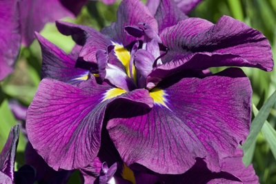 Iris ensata 'Variegata' - 7cm Plug - Marginal Aquatic Pond Plant