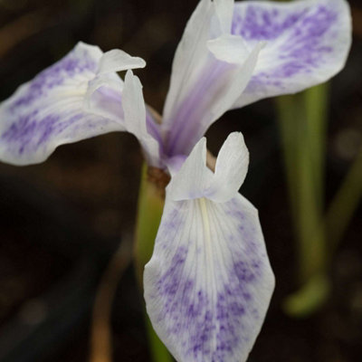 Iris laevigata 'Mottled Beauty' - 3 Litre Bareroot - Marginal Aquatic ...