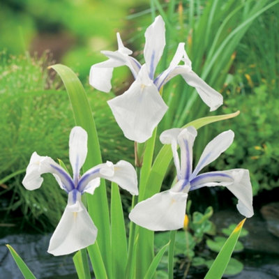 Iris Laevigata Snowdrift Japanese Water Iris 1 Litre Aquatic Pot Pond Plant