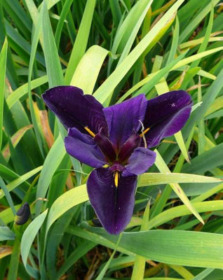 Iris louisiana 'Black Gamecock' - 3x 7cm Plugs - Marginal Aquatic Pond ...