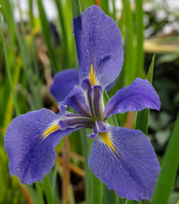 Iris louisiana 'Heather Stream' - 3Ltr Potted - Marginal Aquatic Pond Plant