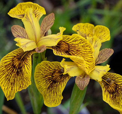 Iris pseudacorus 'Berlin Tiger' - 1Ltr Potted - Marginal Aquatic Pond Plant